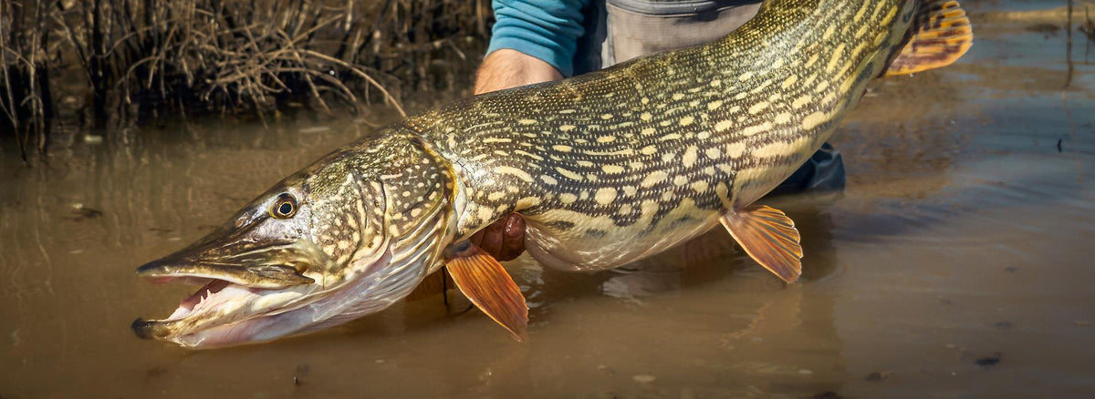 Pike Predator – Clonanav Fly Fishing